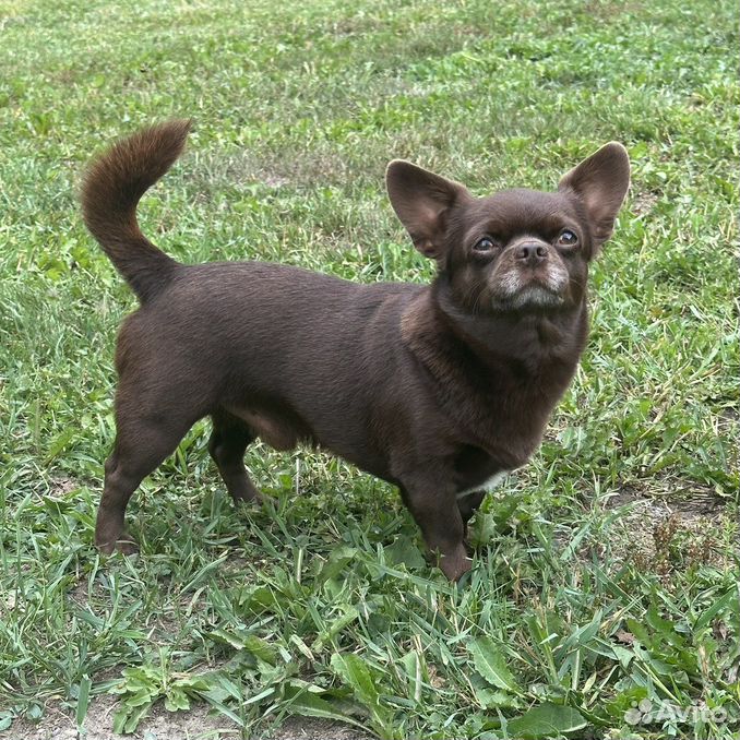 Жених ищет невесту. Шоколадный Эдди (чихуахуа)