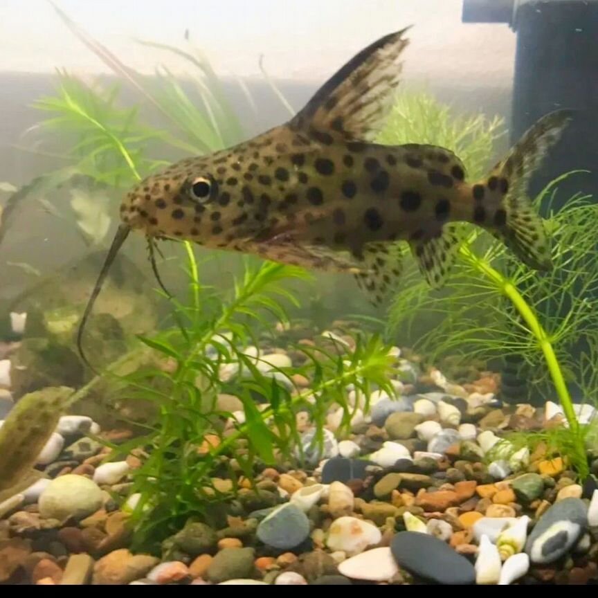 Сом перевертыш