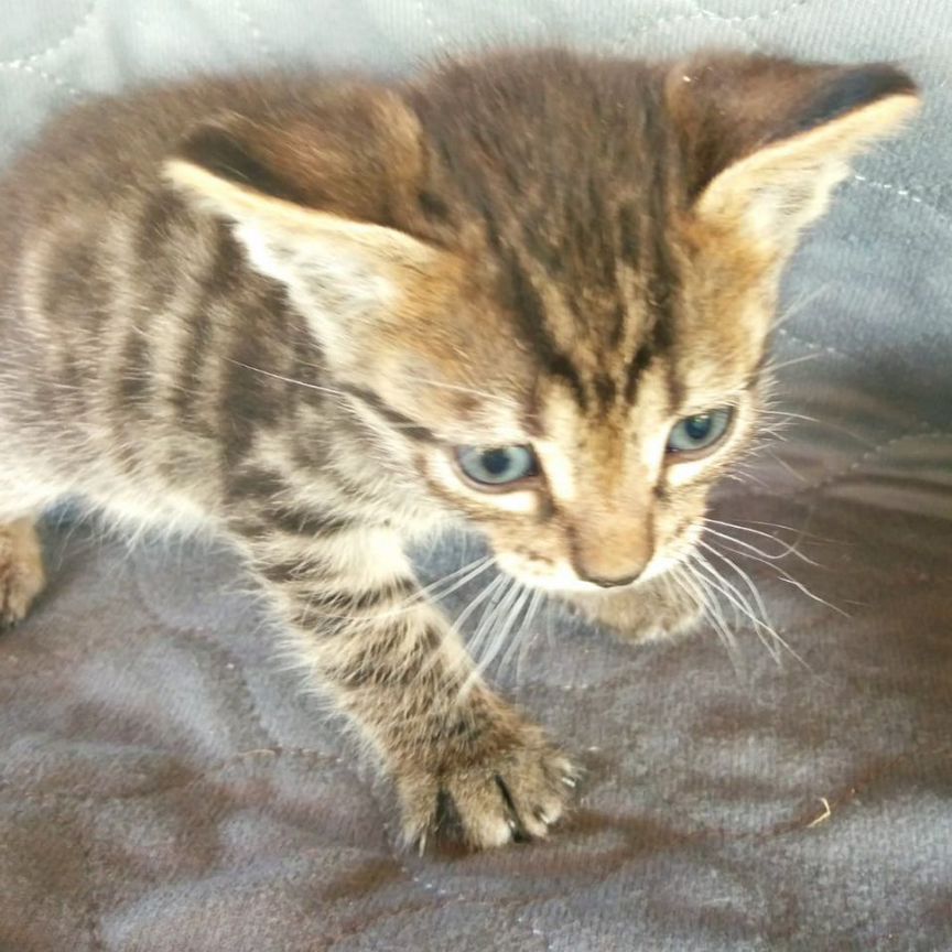 Очень красивые котята