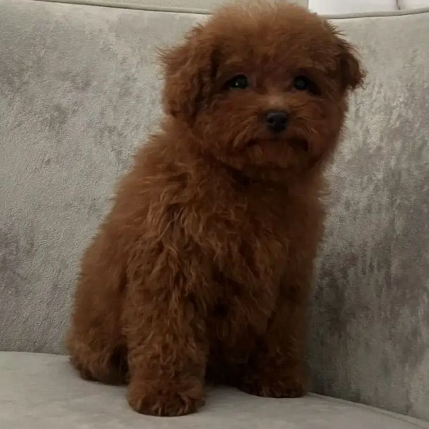 Той-пудель, щенок