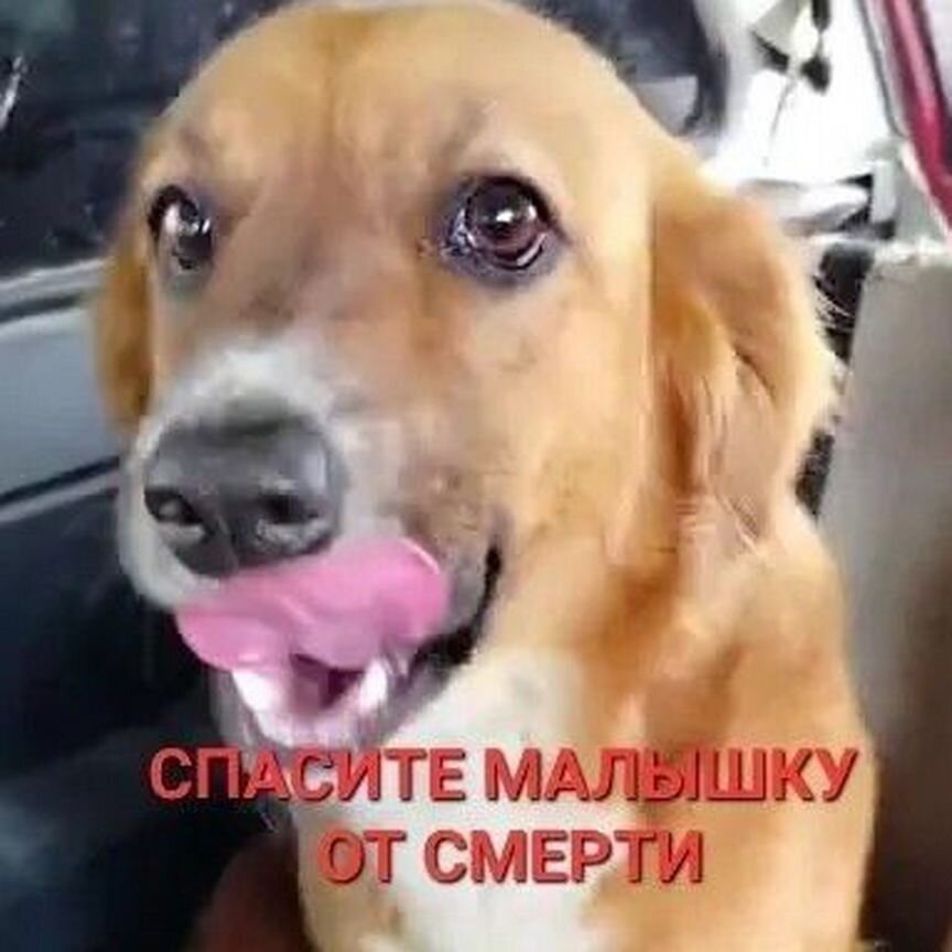 Взрослая собака в добрые руки