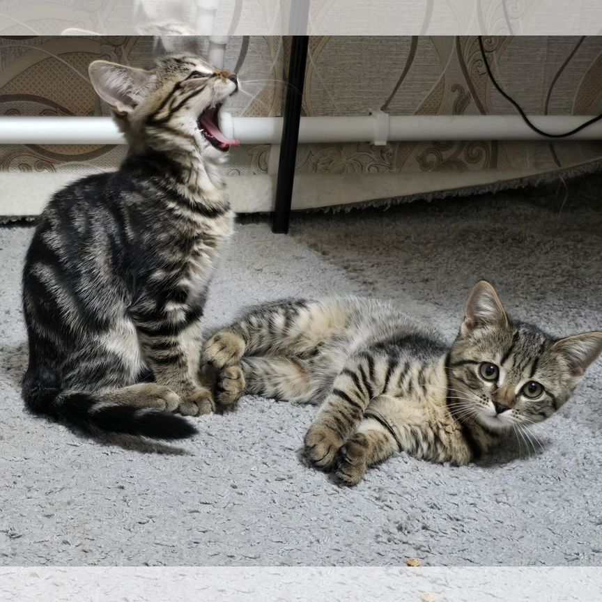 Британский короткошёрстный котёнок