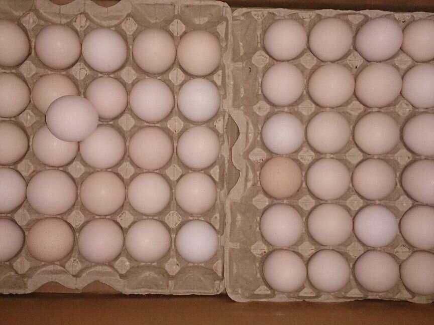 Инкубационное яйцо бройлера