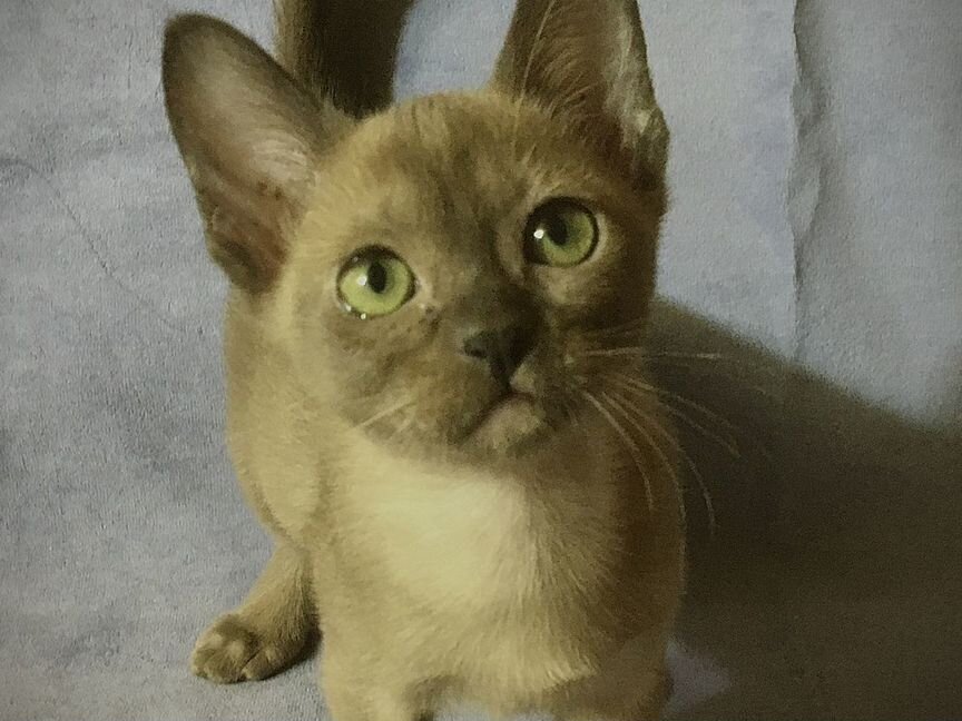 Котята Европейской Бурмы