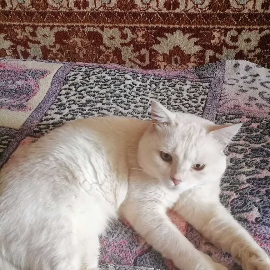 Кошки в добрые руки