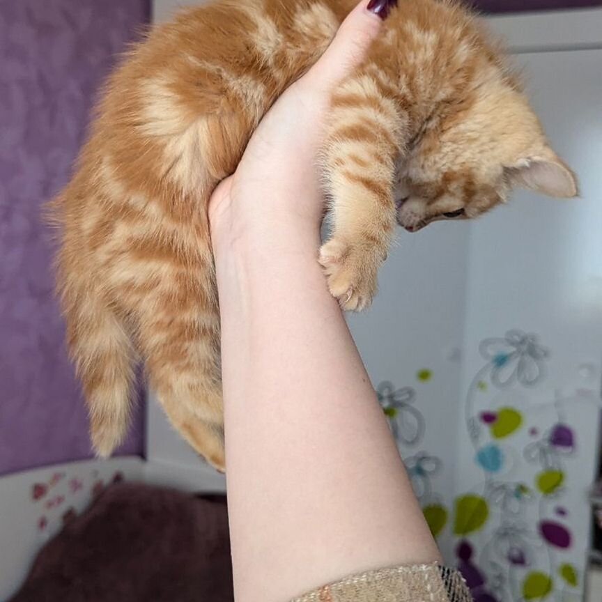 Мраморный тигренок