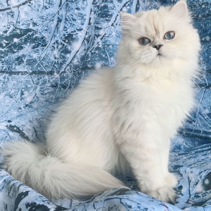 Шотландская длинношёрстная