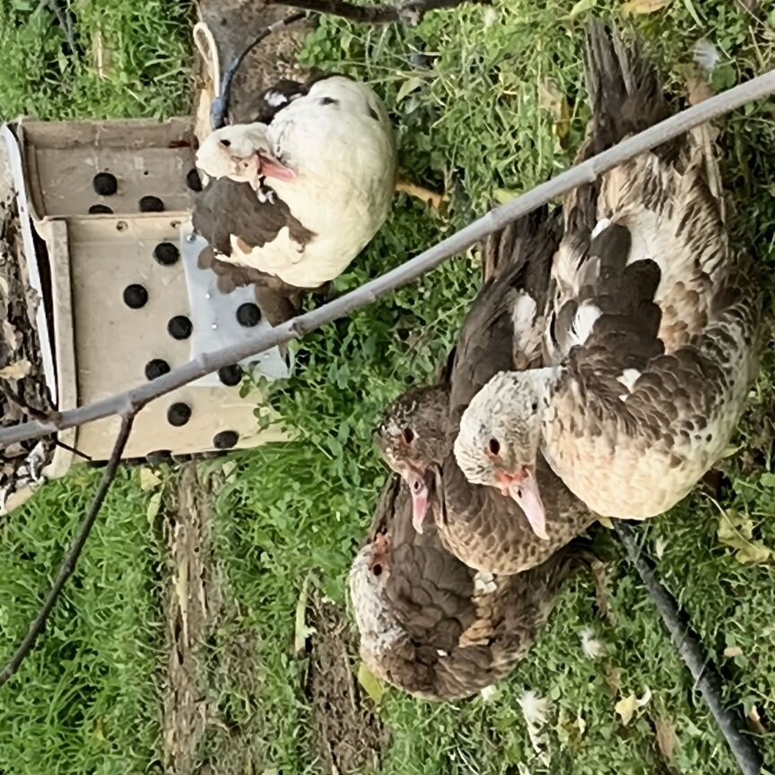 Индоутка мускусная утка