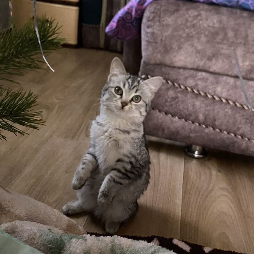 Отдам в добрые руки