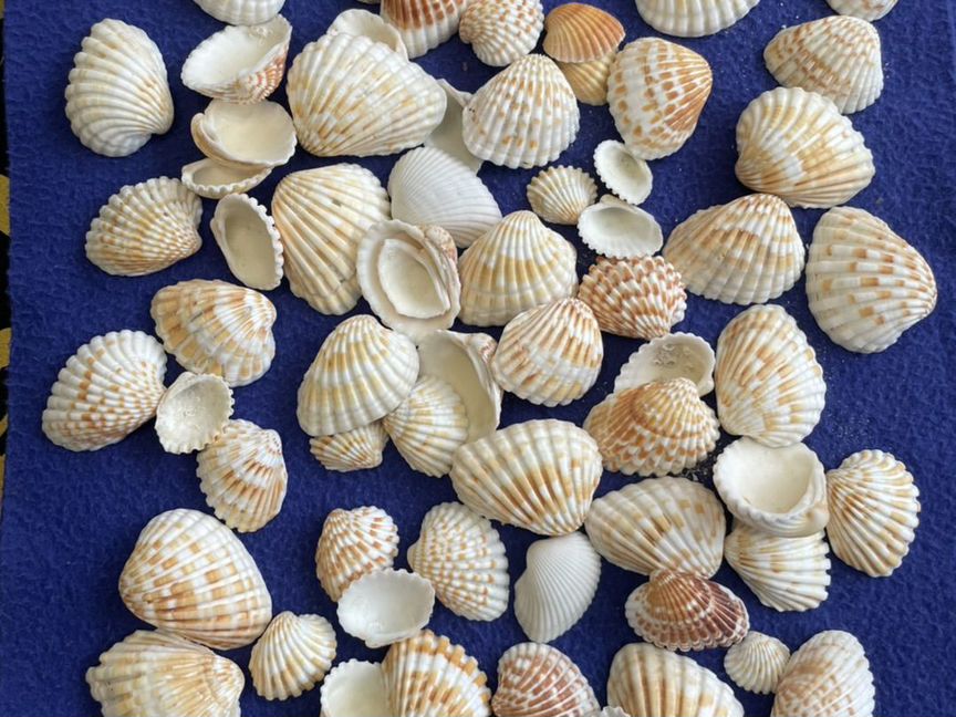 Морские ракушки раковины