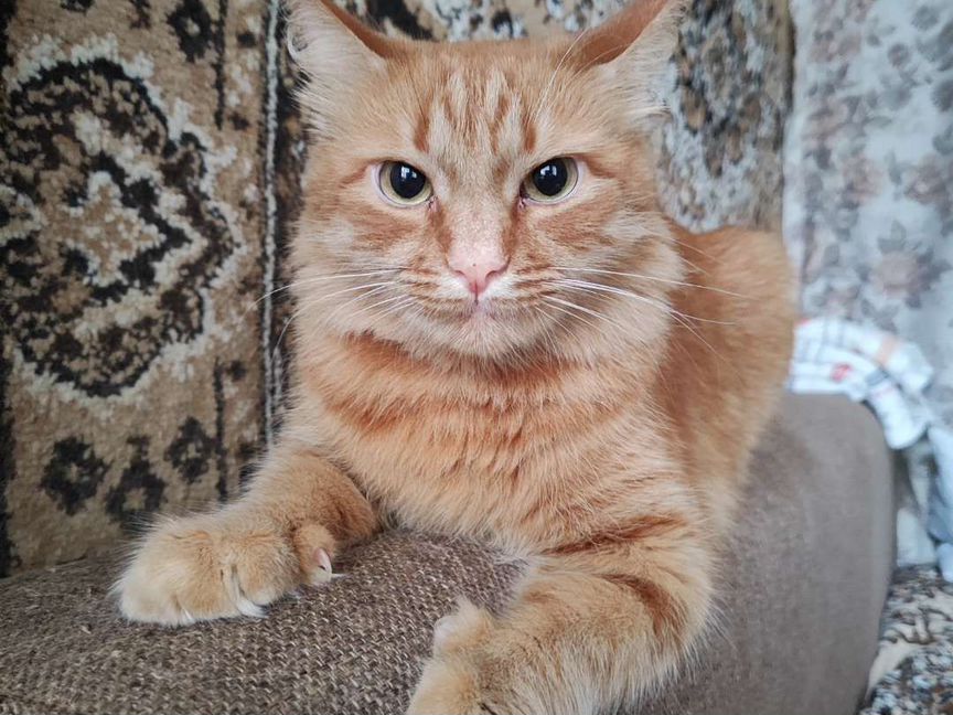 Котик Миша ищет семью