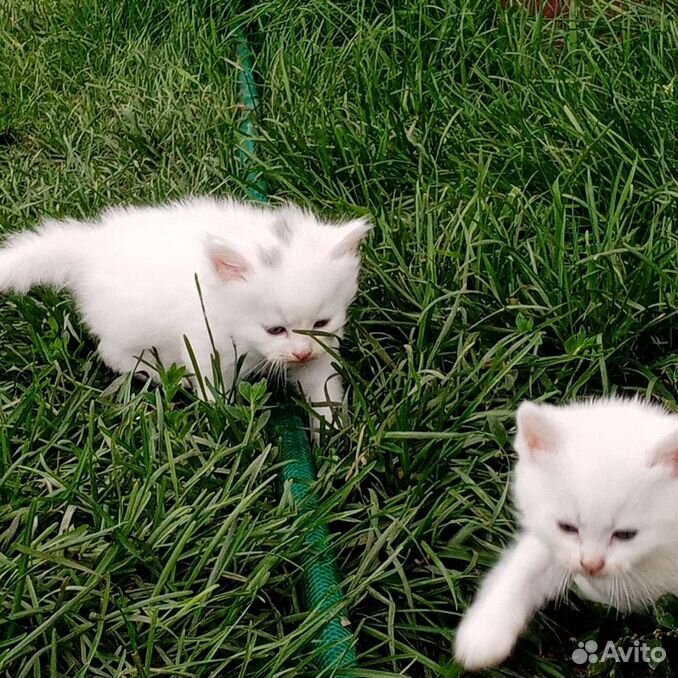 Белые котята с тёмными пятнами