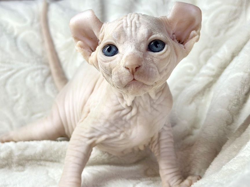 Белые девочки эльф