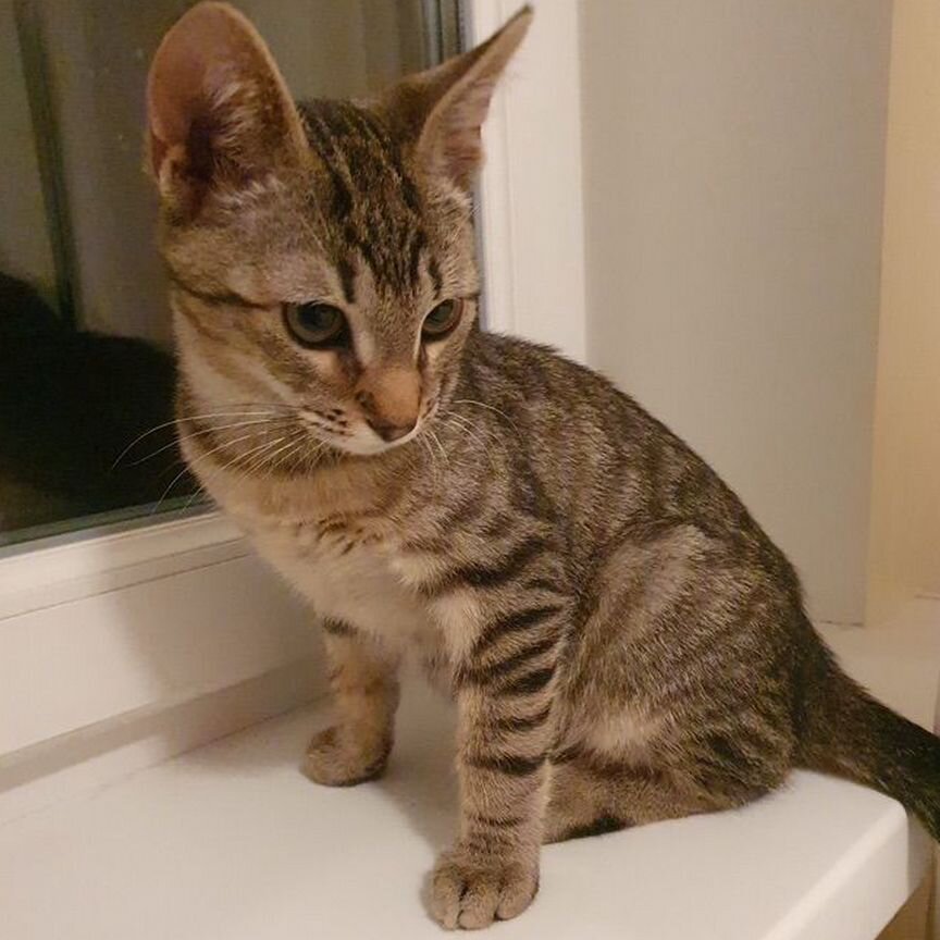 Котенок Лаки