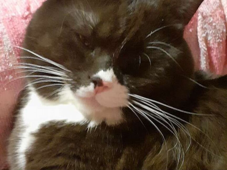 Кошки