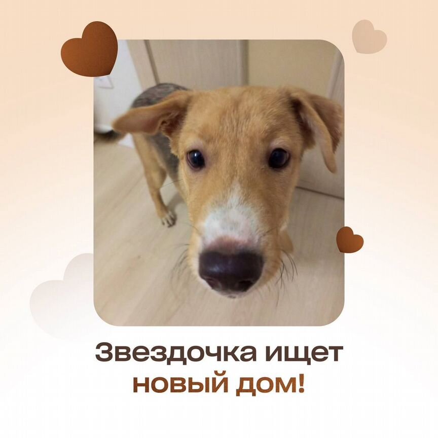 Щенок (девочка) в добрые руки