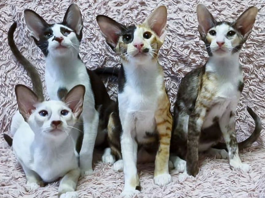 Ориентальные котята с документами