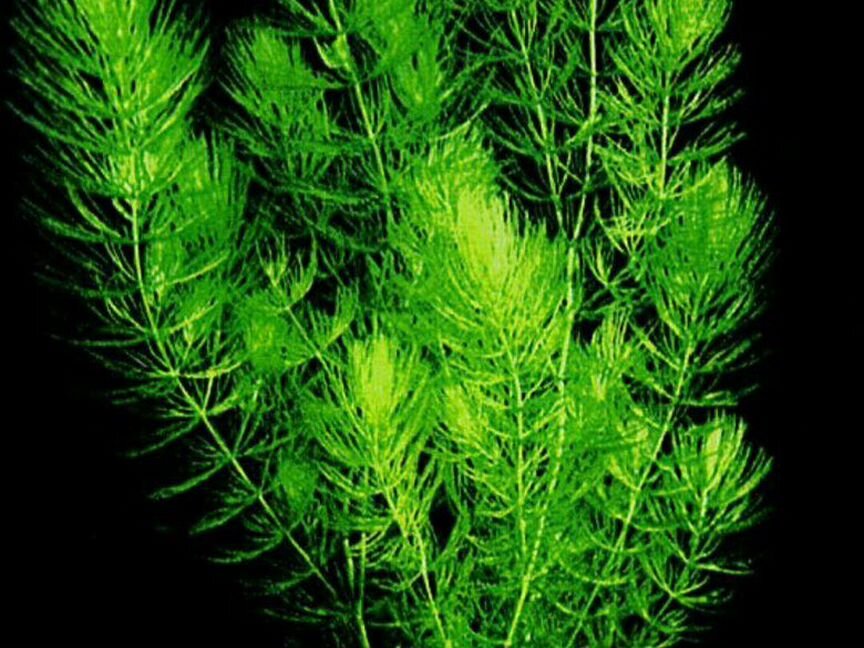 Роголистник (Ceratophyllum demersum) 20-30 см