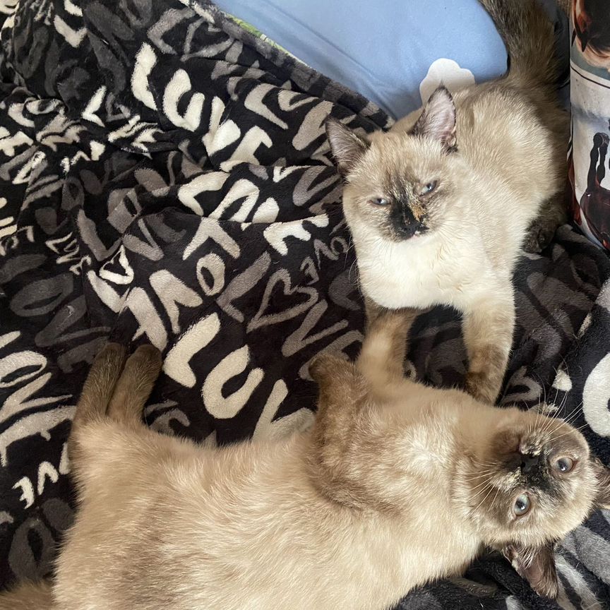 Сиамский котёнок