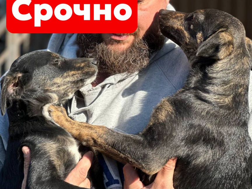 Маленькая собака ищет дом, мальчик