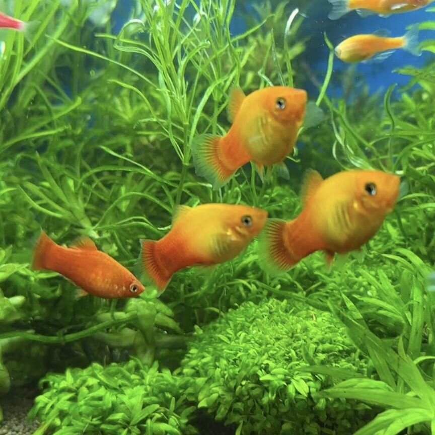 Данио, пецилии, меченосцы