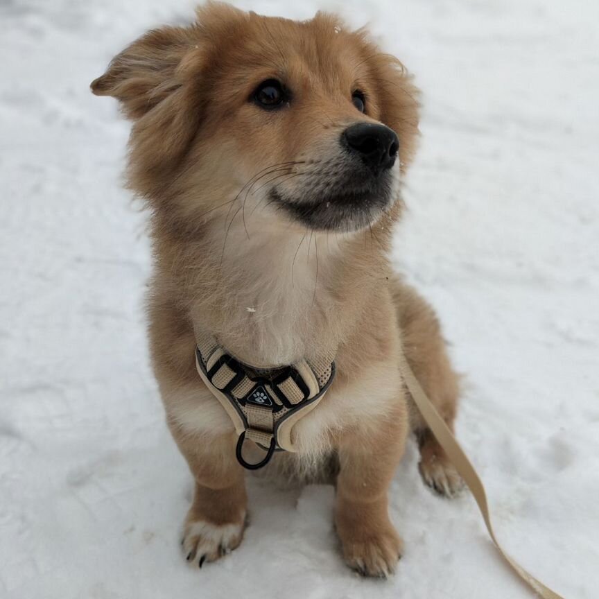 Щенок в добрые руки