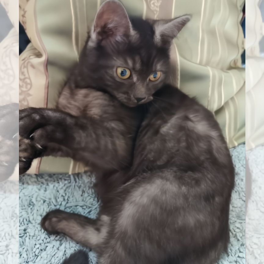 Котёнок в добрые руки