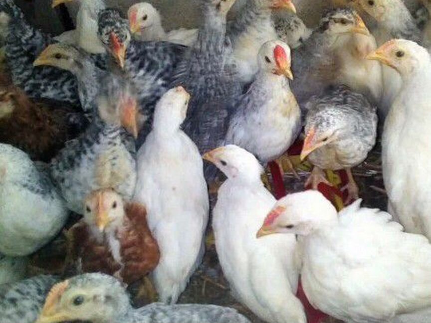 Цыплята подрост