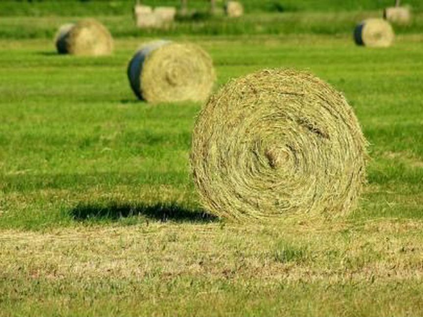 Сено в рулонах
