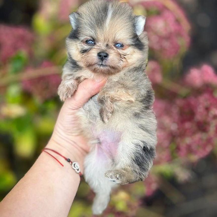 Померанский шпиц, щенок