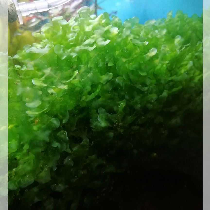 Аквариумные растения мох