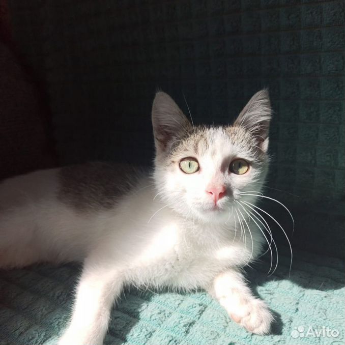 Которебенок