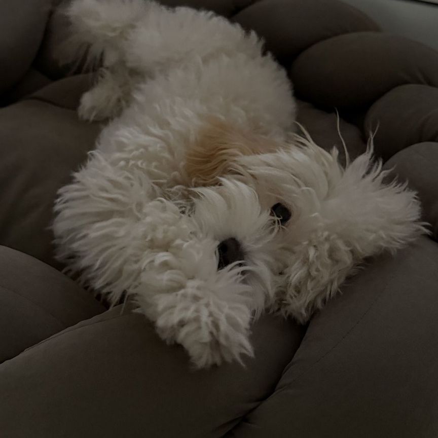 Hunting pony лежанка