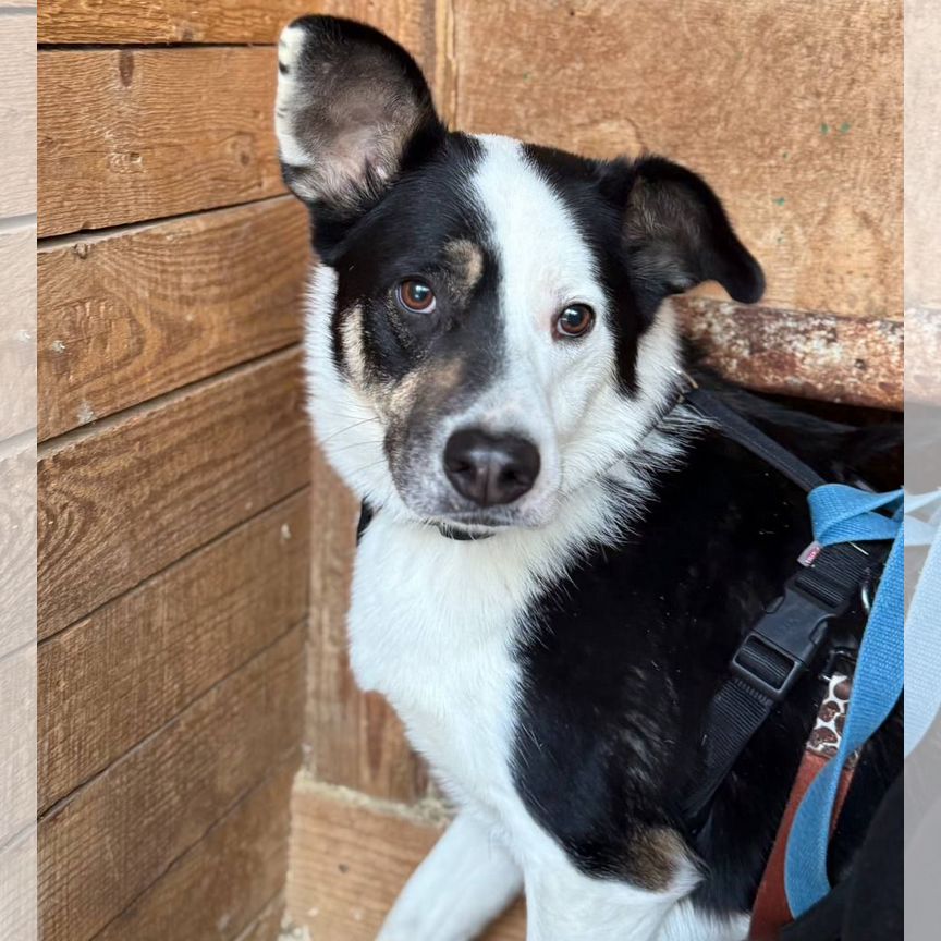 Взрослый пёс в добрые руки