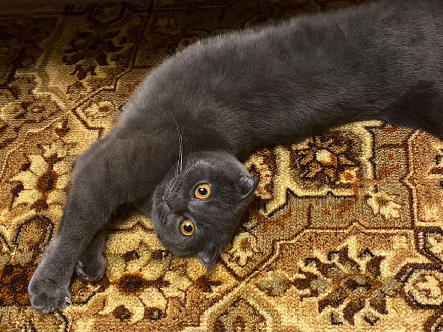 Британская