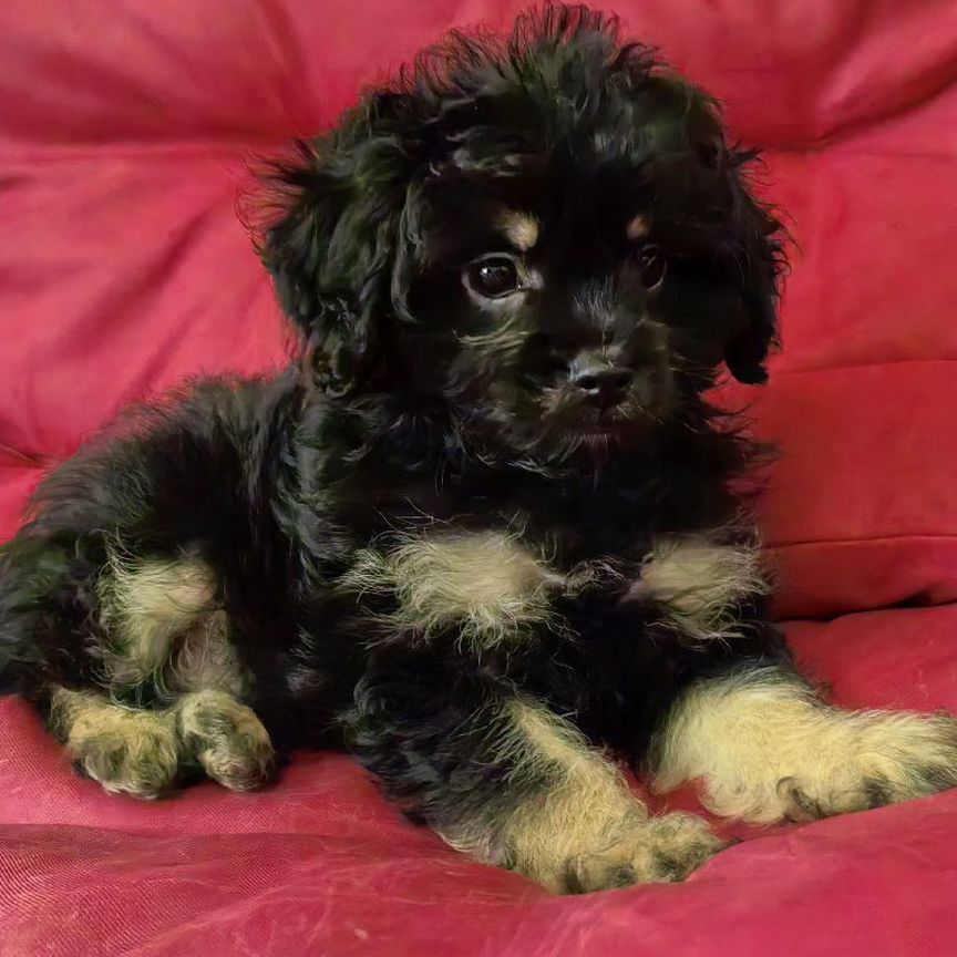 Мальтипу, щенок