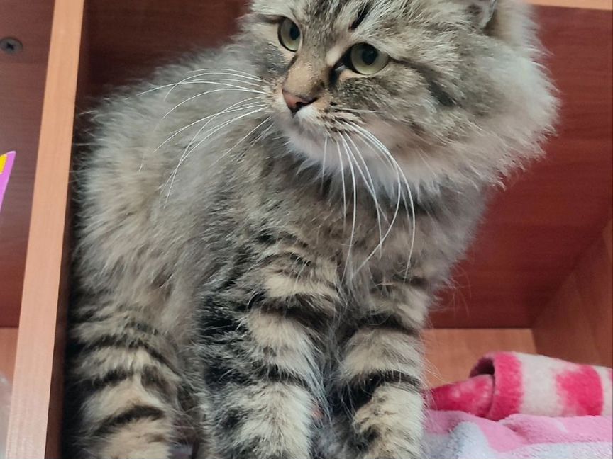 Милашка ищет дом