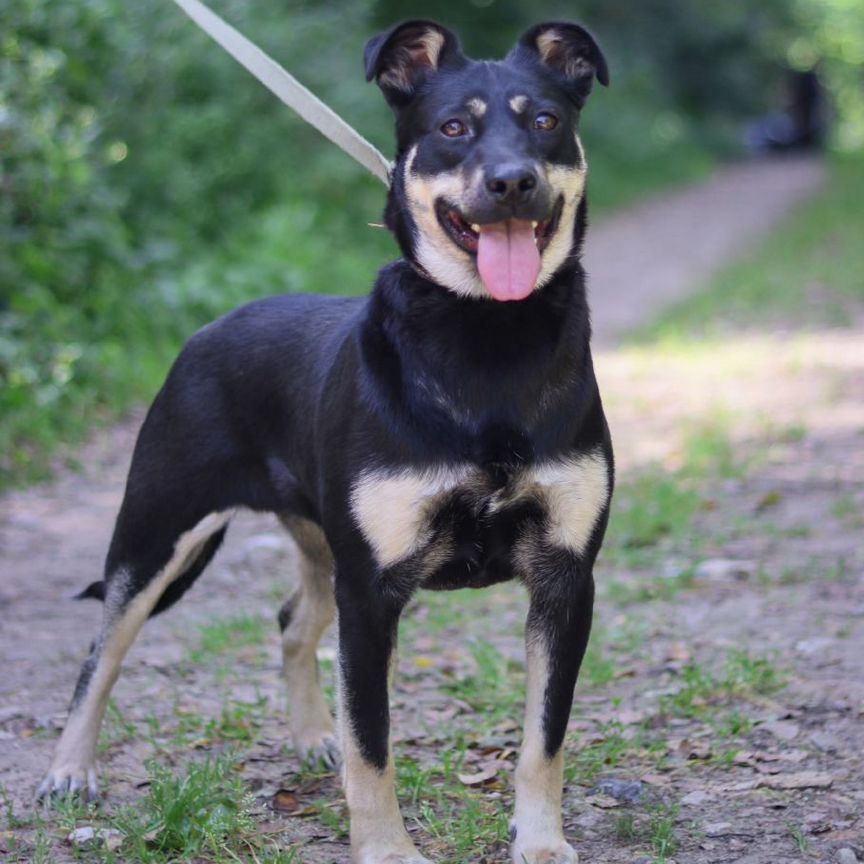 Взрослая собака в добрые руки