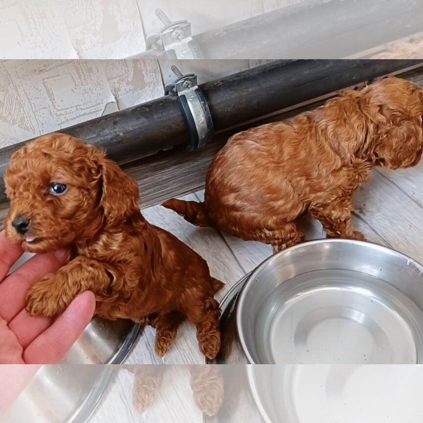 Той-пудель, щенок