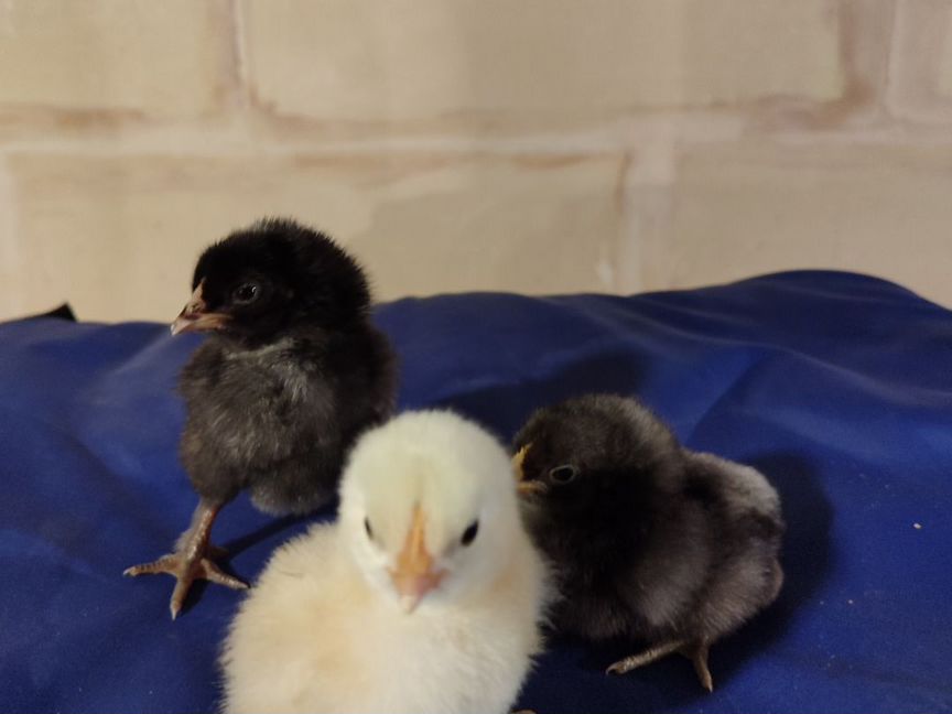 Цыплята плимутрок