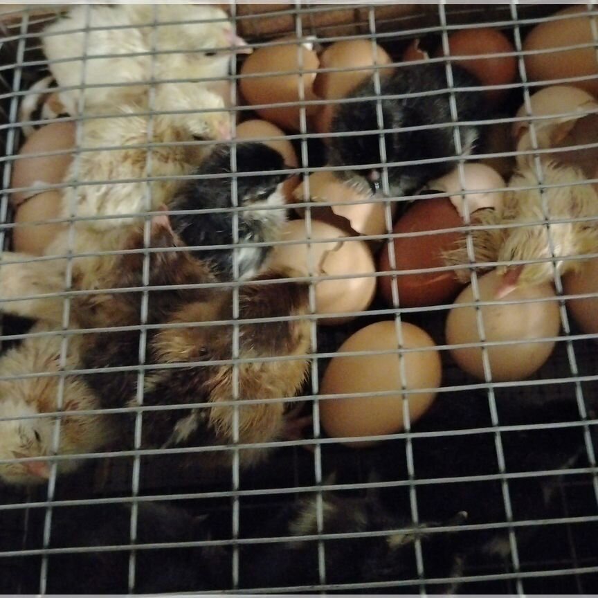 Суточные птенцы первомайские и мораны