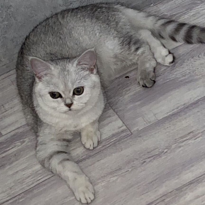 Британский короткошёрстный котёнок