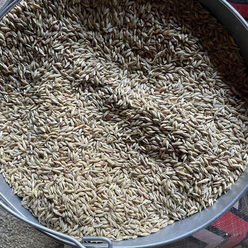 Зерно пшеница ячмень с доставкой