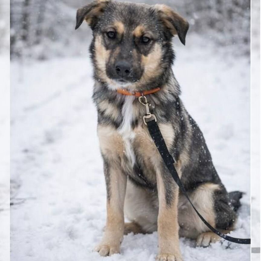 Щенок в добрые руки