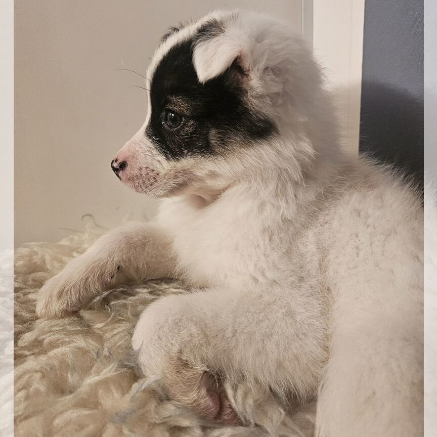 Щенок в добрые руки