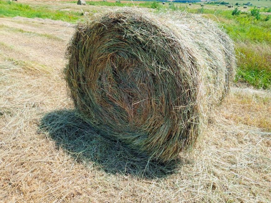 Сено, в круглых и квадратных тюках