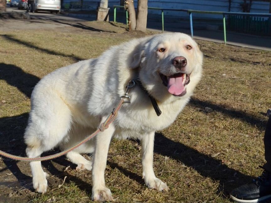 Отдам молодую метиску лабрадора