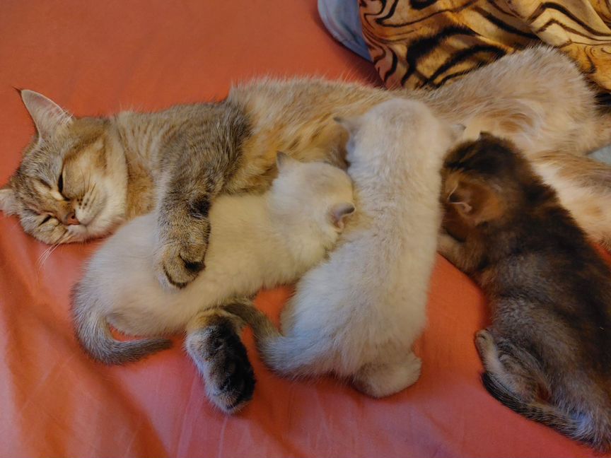 Котята мальчики от домашних родителей