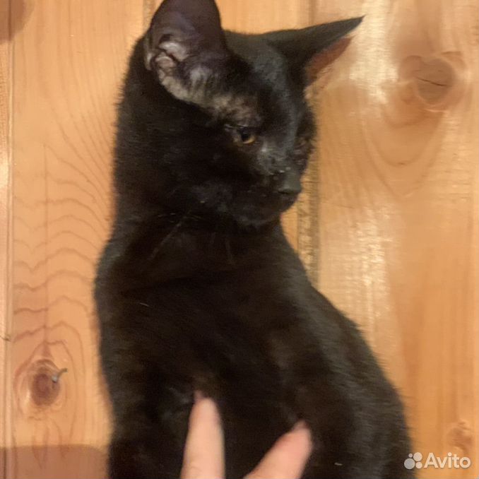 Котёнок мальчик 3,5 мес