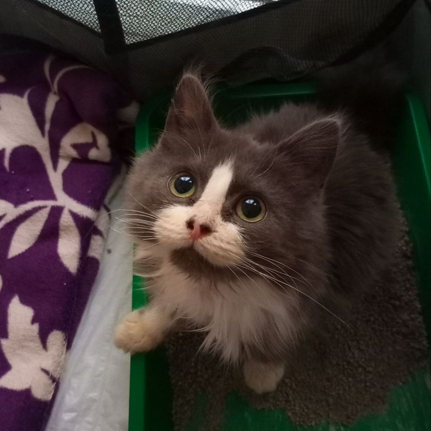 Девочка 3/4 месяца